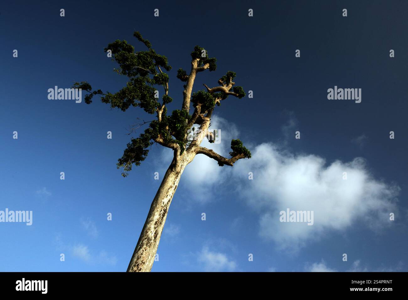 a tree of the rainforest in a hotel resort at Hat Sai Ri on thel Ko Tao ...