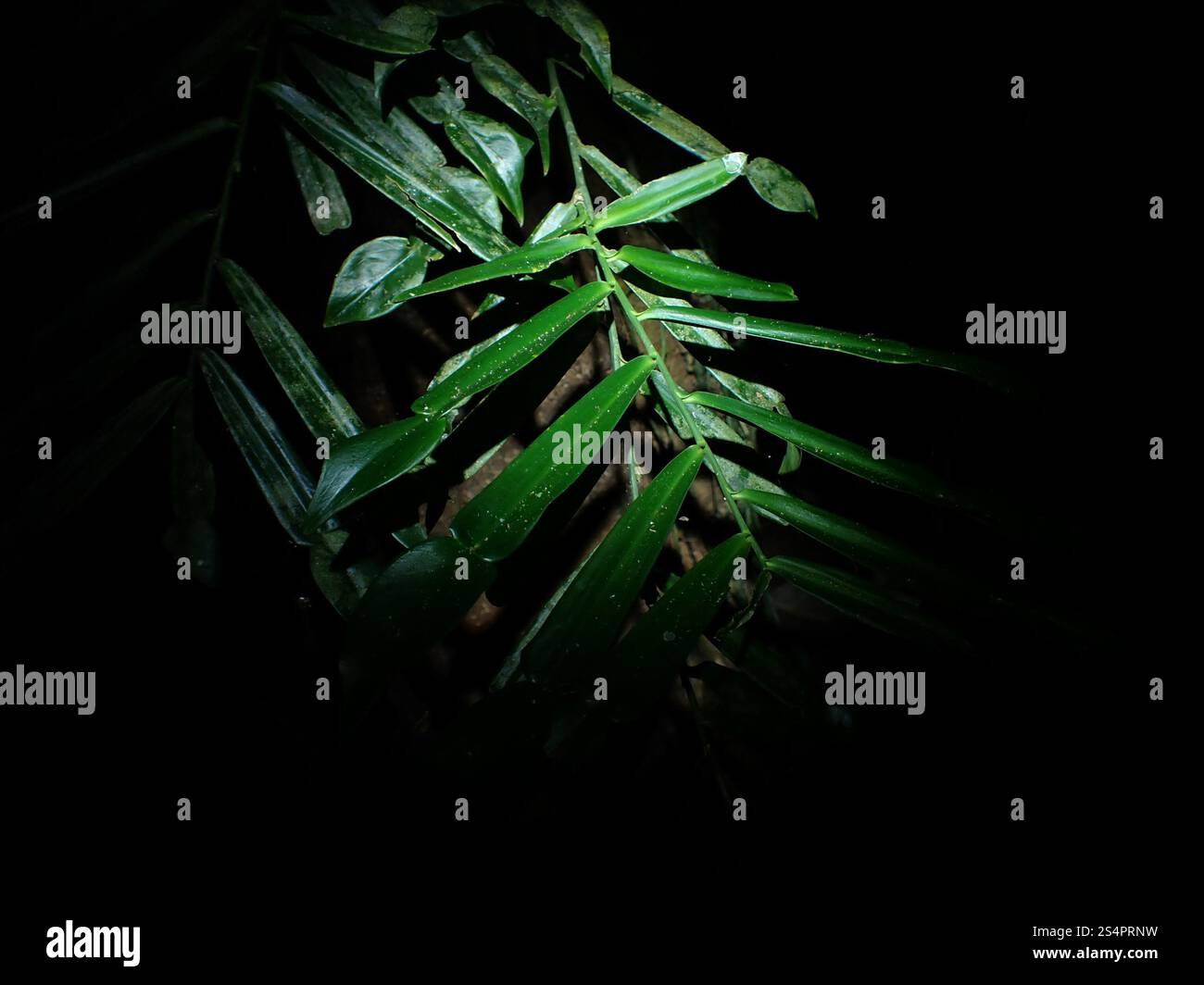 candle vine (Pothos longipes Stock Photo - Alamy