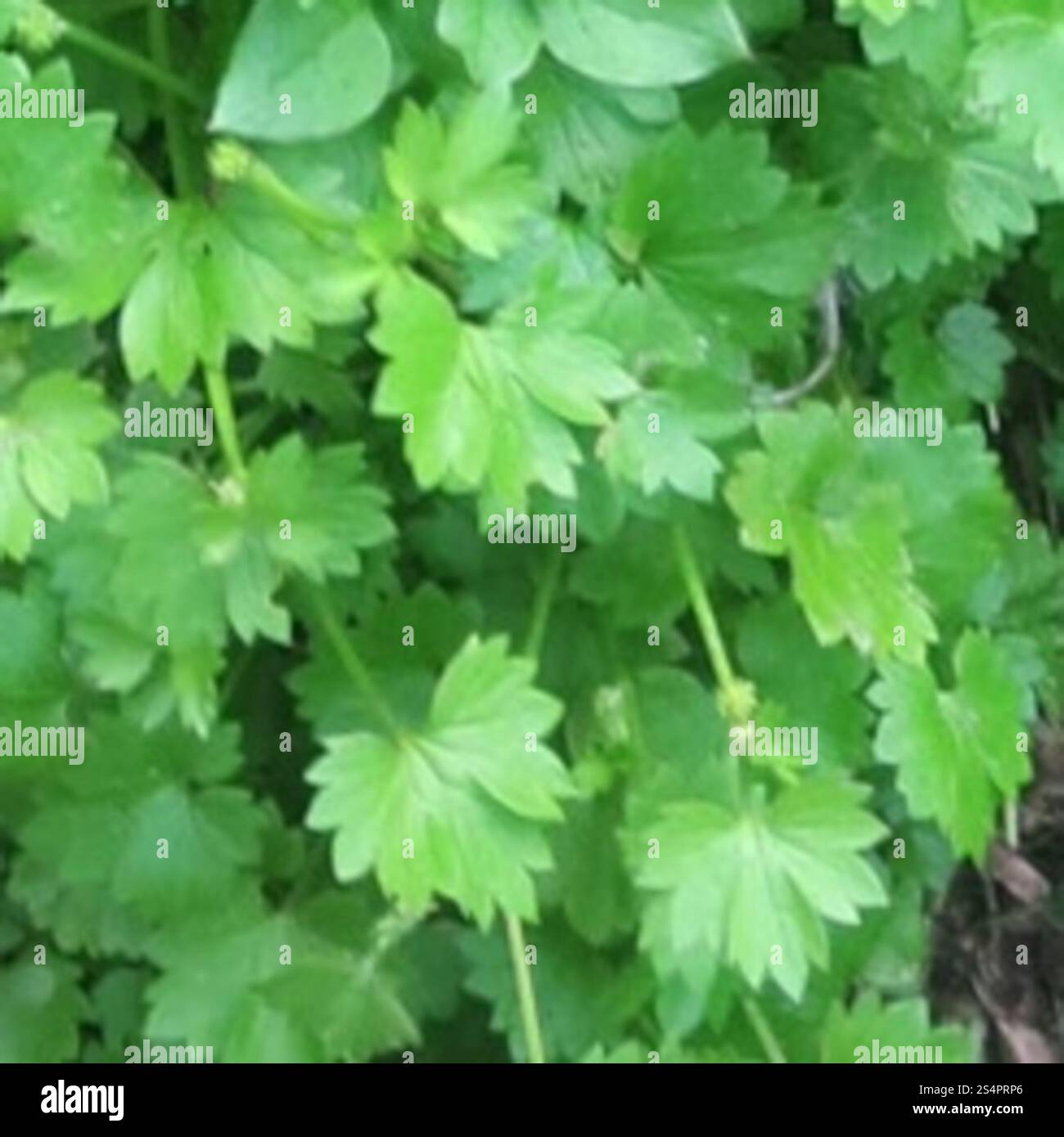 prairie buttercup (Ranunculus platensis Stock Photo - Alamy