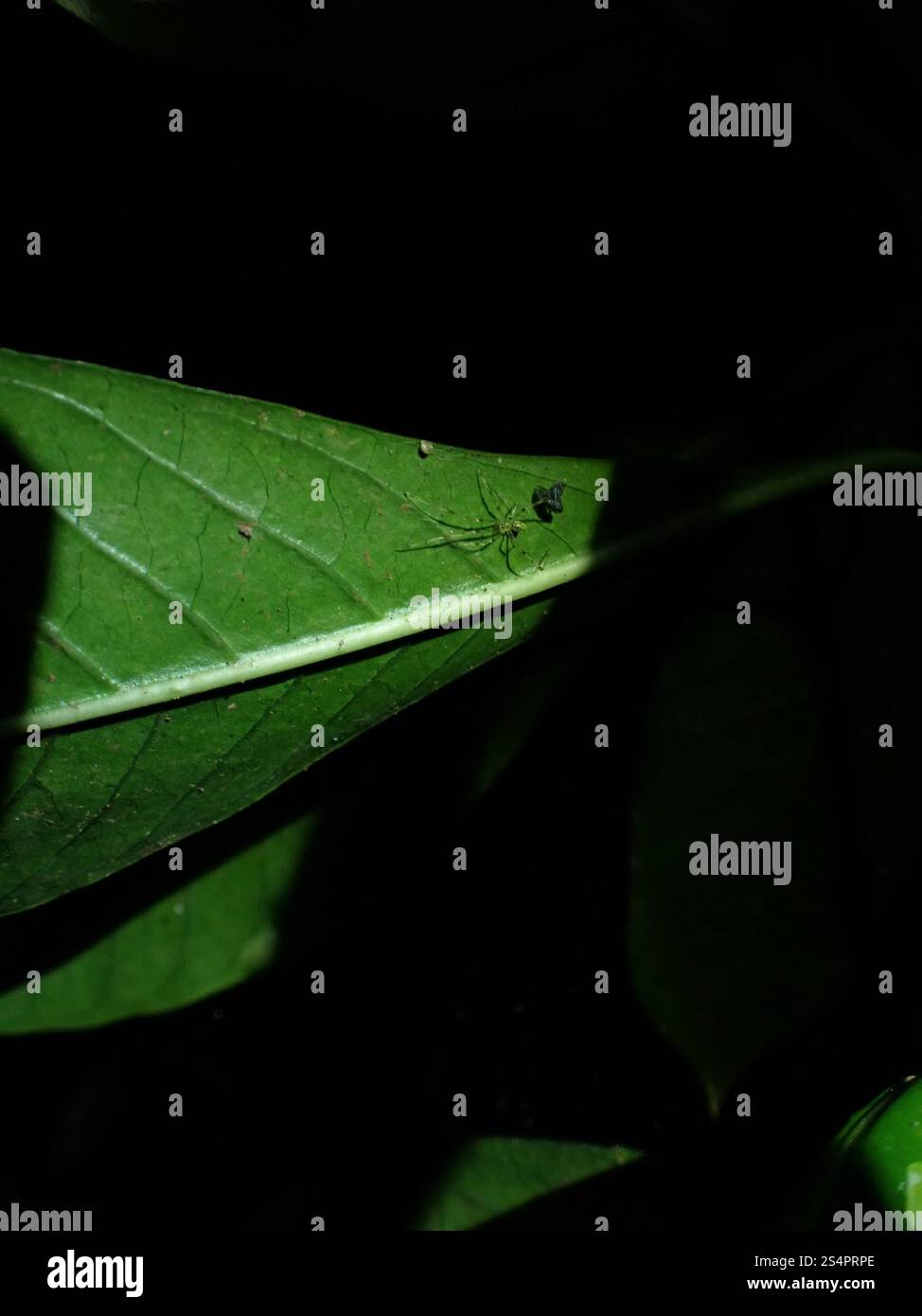 Mirror-ball Spiders (Thwaitesia Stock Photo - Alamy