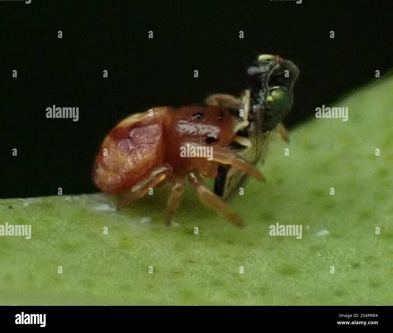 Chalcidoid Wasps (Chalcidoidea Stock Photo - Alamy