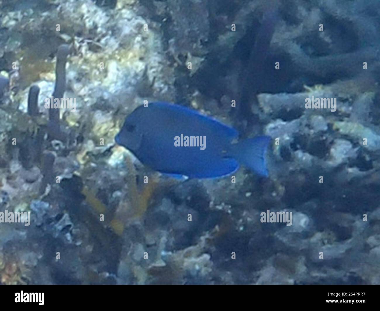 Atlantic Blue Tang (Acanthurus coeruleus Stock Photo - Alamy
