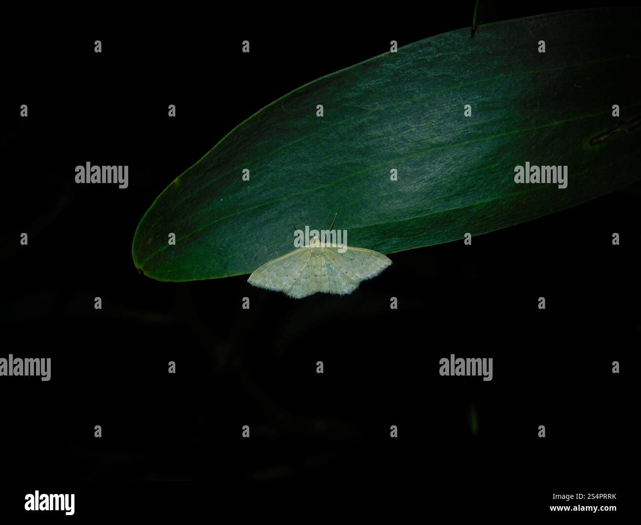 Flecked Wave Moth (Idaea philocosma Stock Photo - Alamy