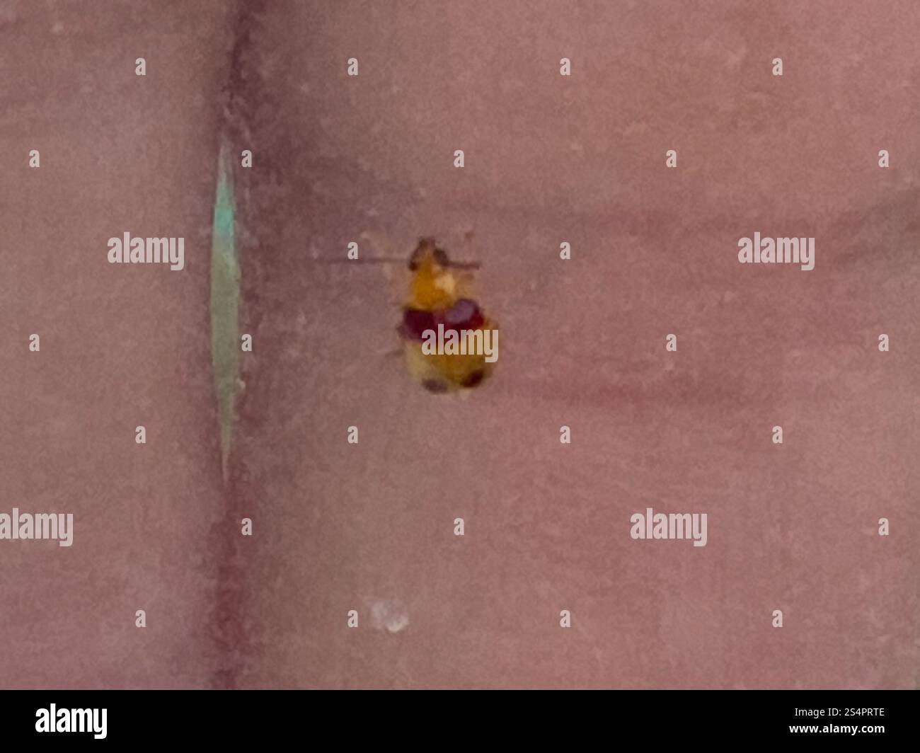 Red-shouldered Leaf Beetle (Monolepta australis Stock Photo - Alamy