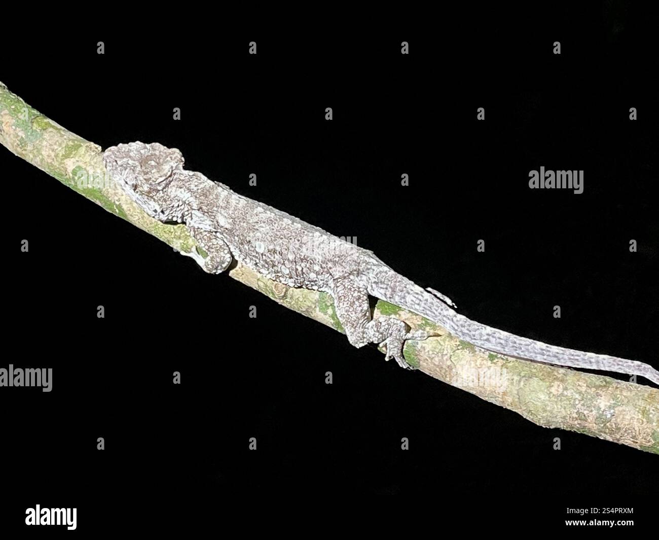 Western Bearded Anole (Anolis barbatus Stock Photo - Alamy