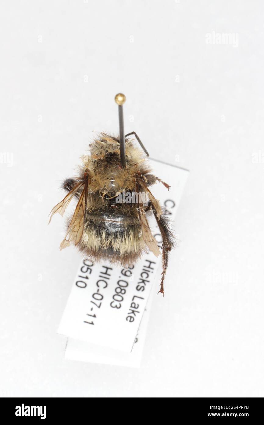 Perplexing Bumble Bee (Bombus perplexus Stock Photo - Alamy