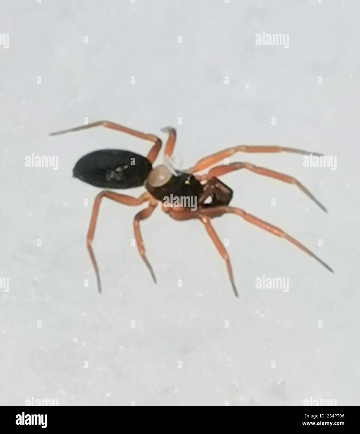 Sheetweb and Dwarf Weavers (Linyphiidae Stock Photo - Alamy