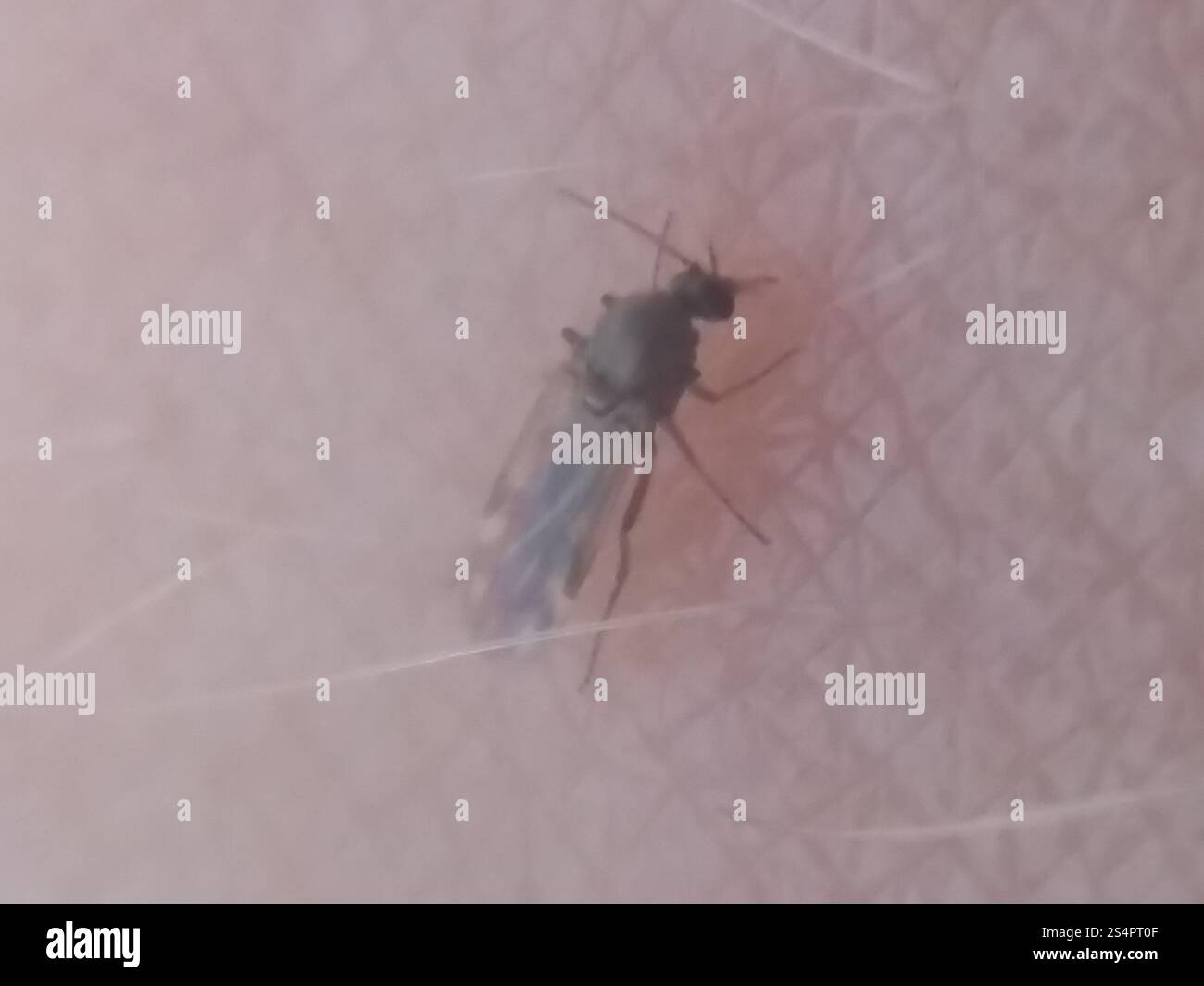 Biting Midges (Ceratopogonidae Stock Photo - Alamy