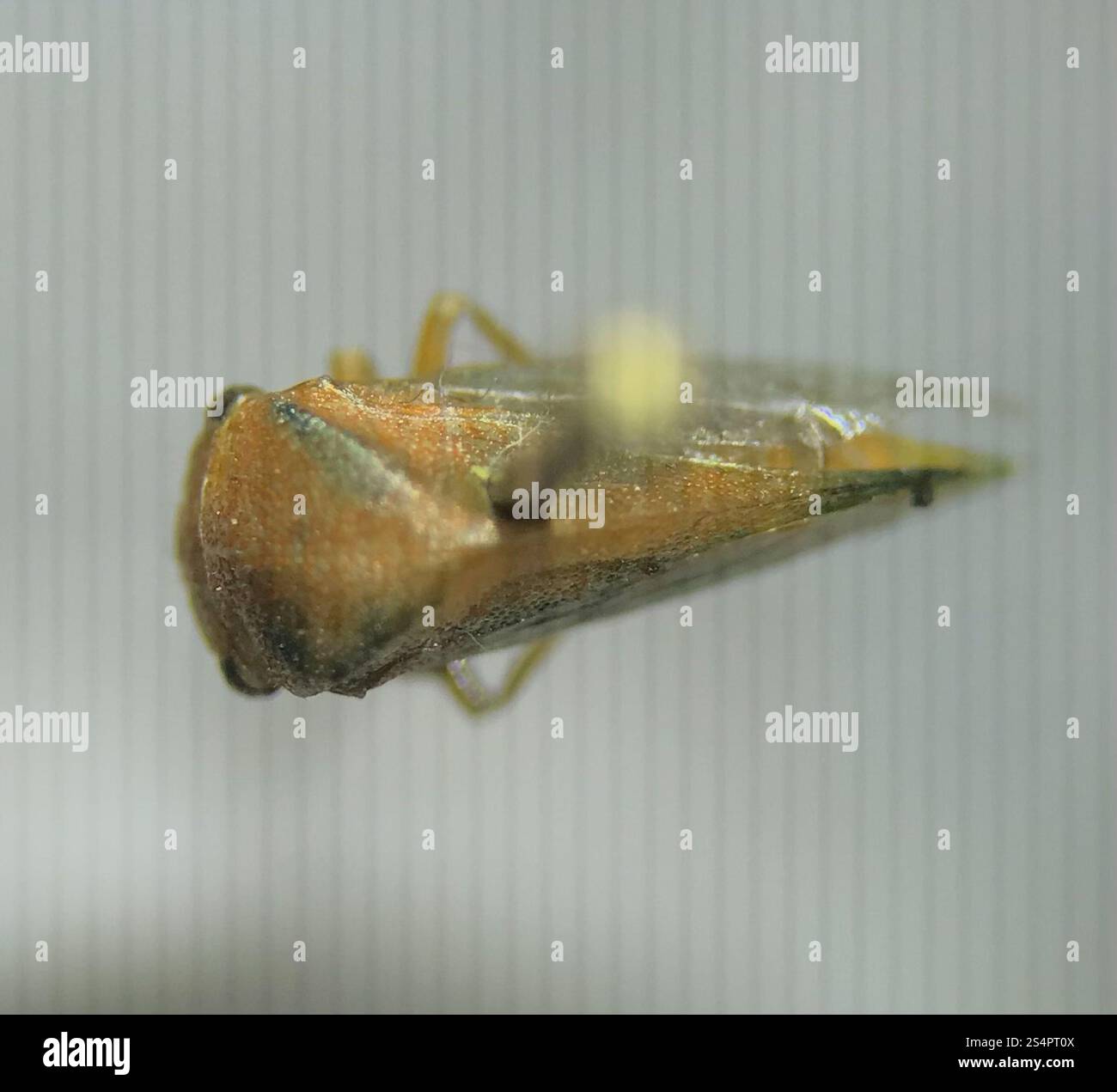 Three-cornered Alfalfa Hopper (Spissistilus festinus Stock Photo - Alamy