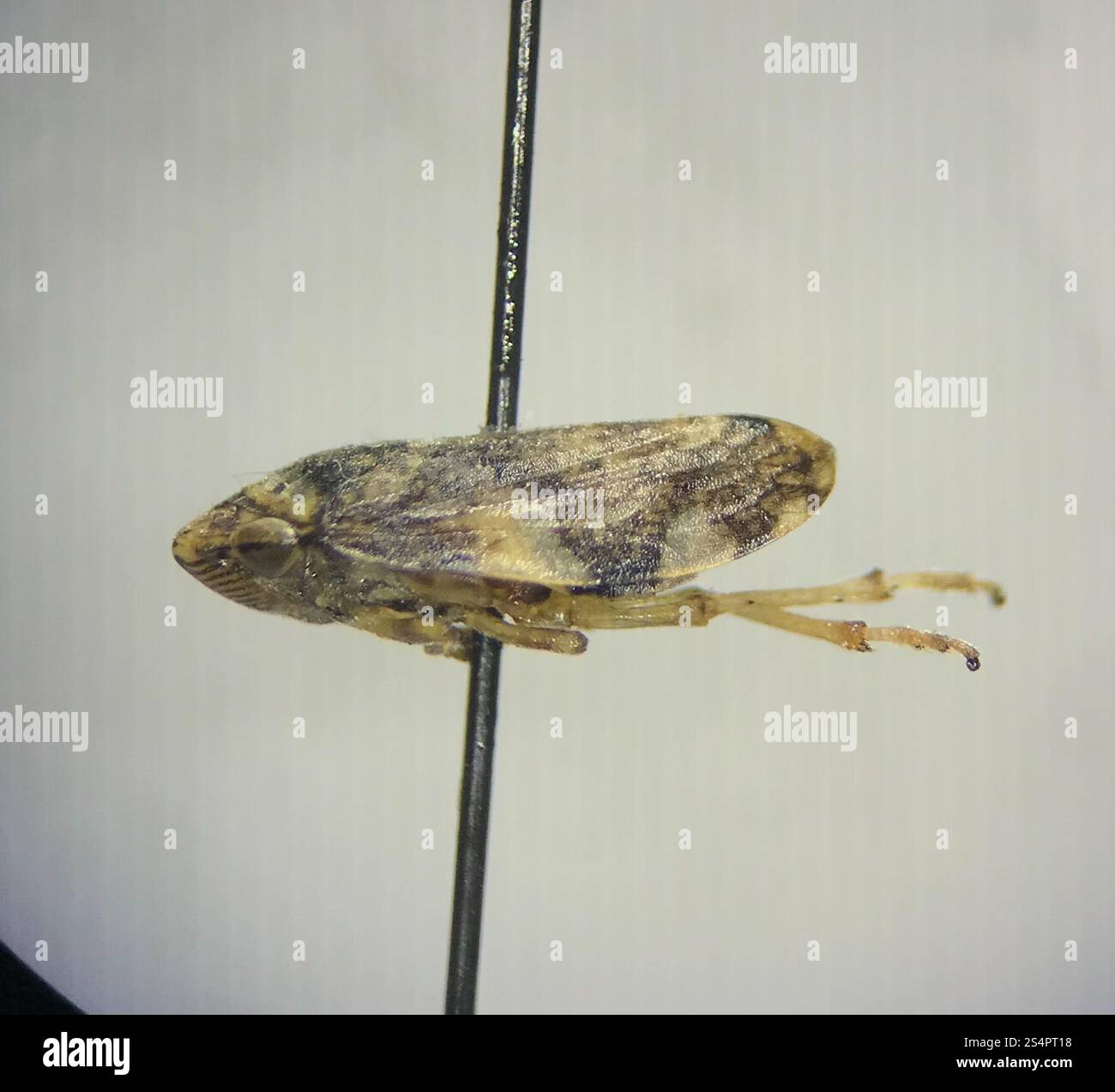 Meadow Spittlebug (Philaenus spumarius Stock Photo - Alamy