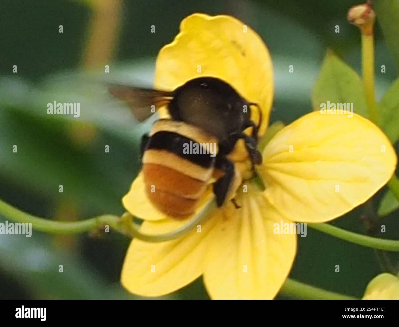 Belted Orchid bee (Eulaema cingulata Stock Photo - Alamy
