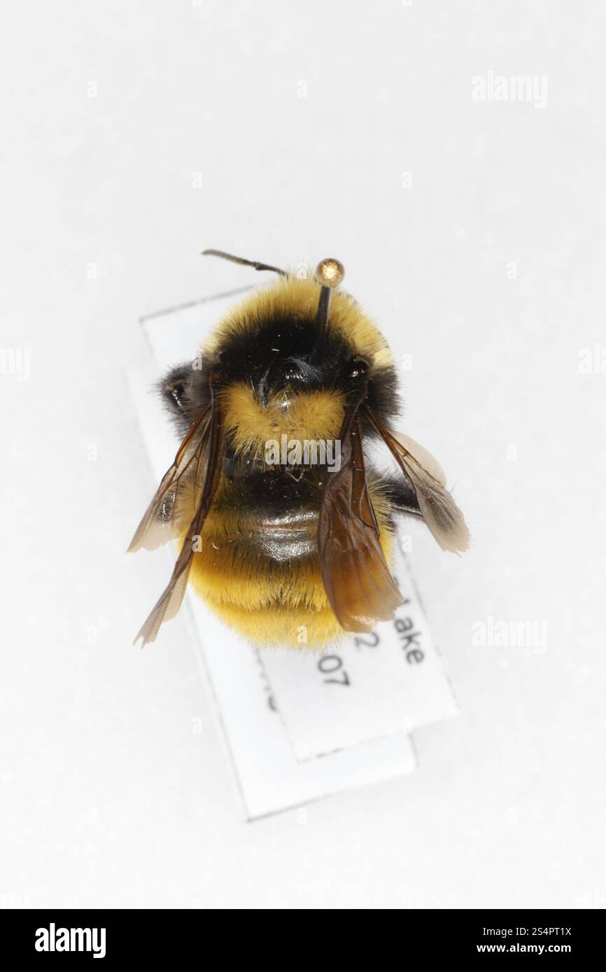 Northern Amber Bumble Bee (Bombus borealis Stock Photo - Alamy