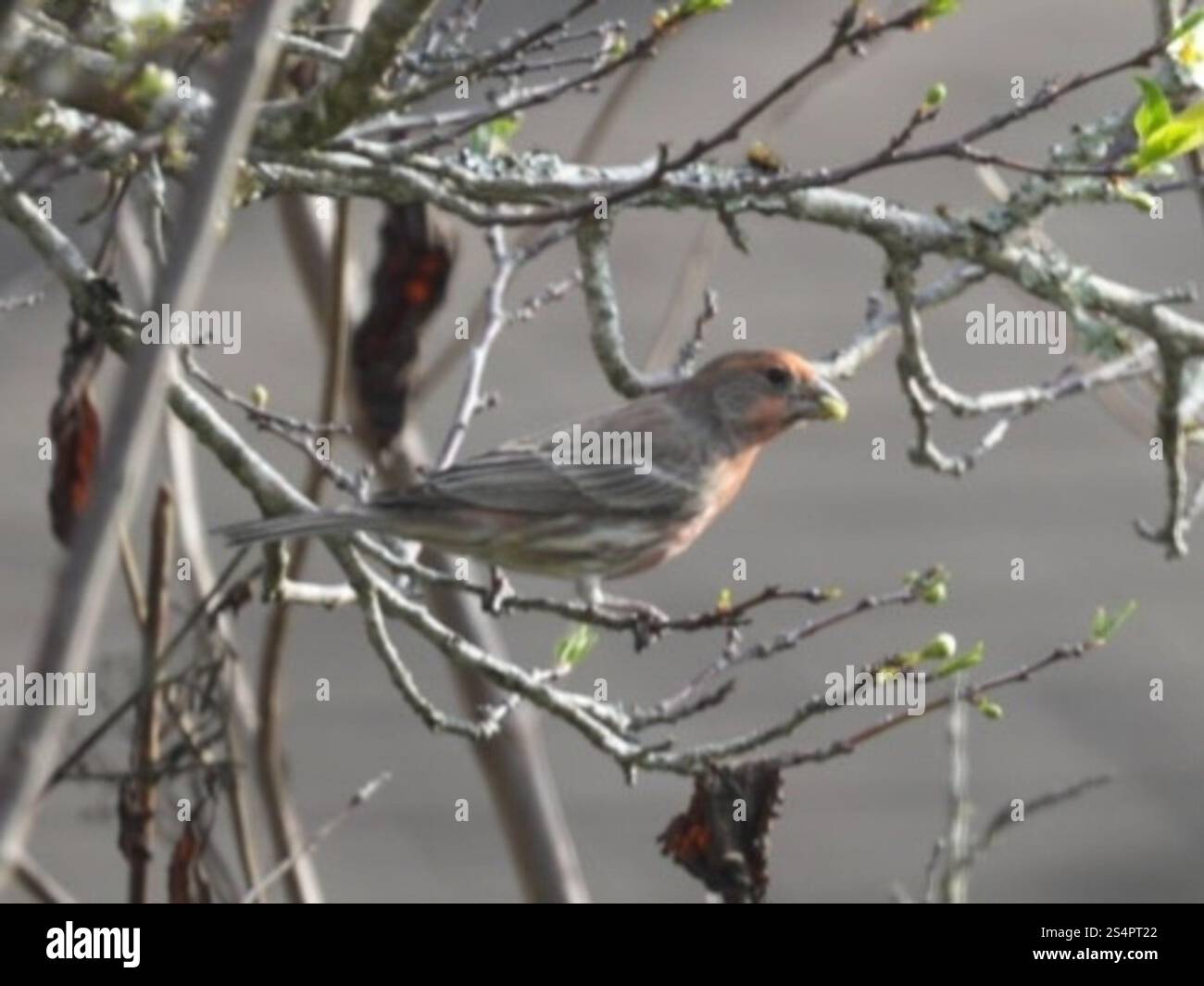 House Finch (Haemorhous mexicanus Stock Photo - Alamy