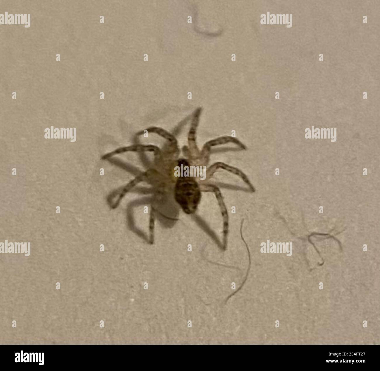 Wall Spiders (Oecobius Stock Photo - Alamy