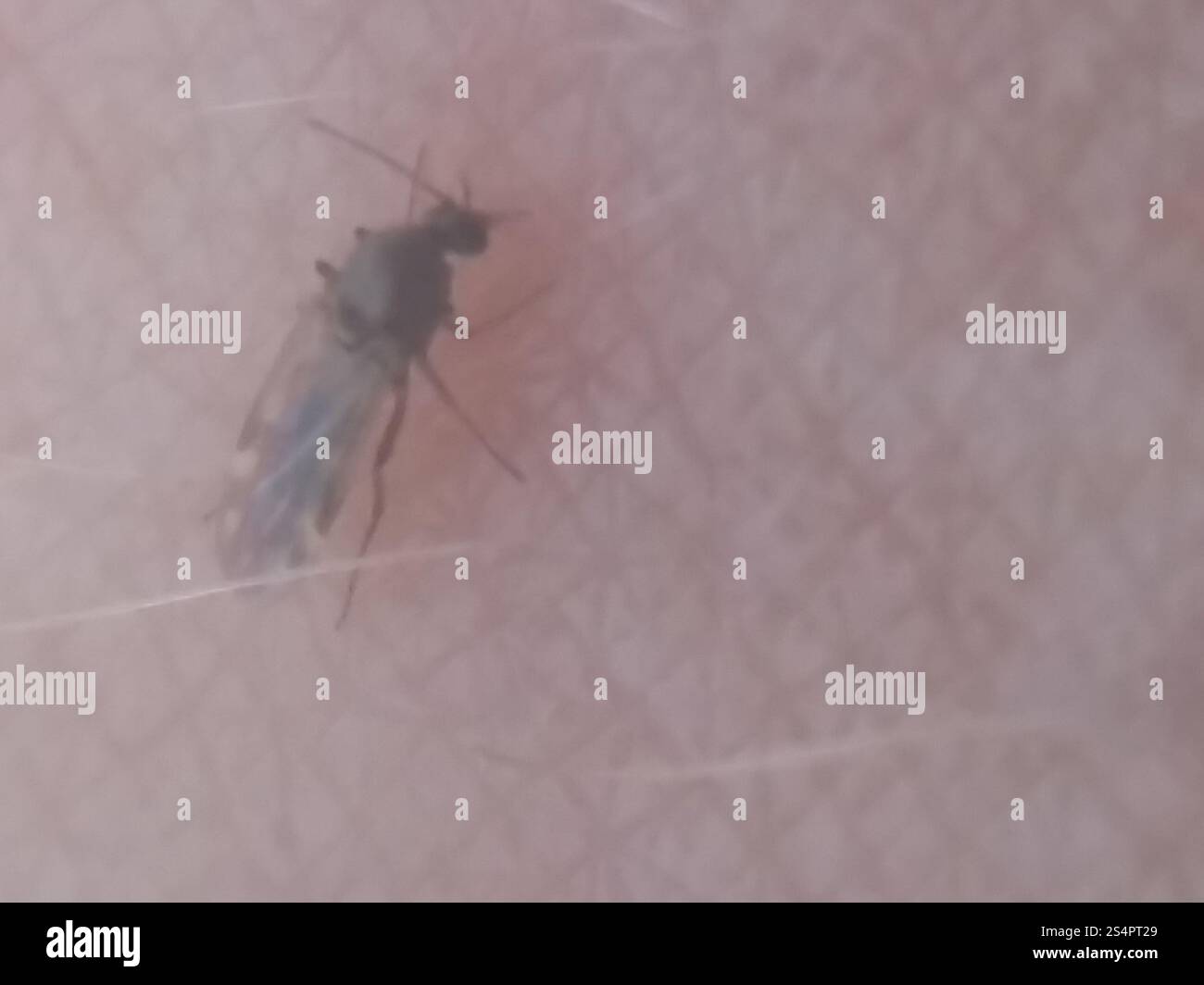 Biting Midges (Ceratopogonidae Stock Photo - Alamy