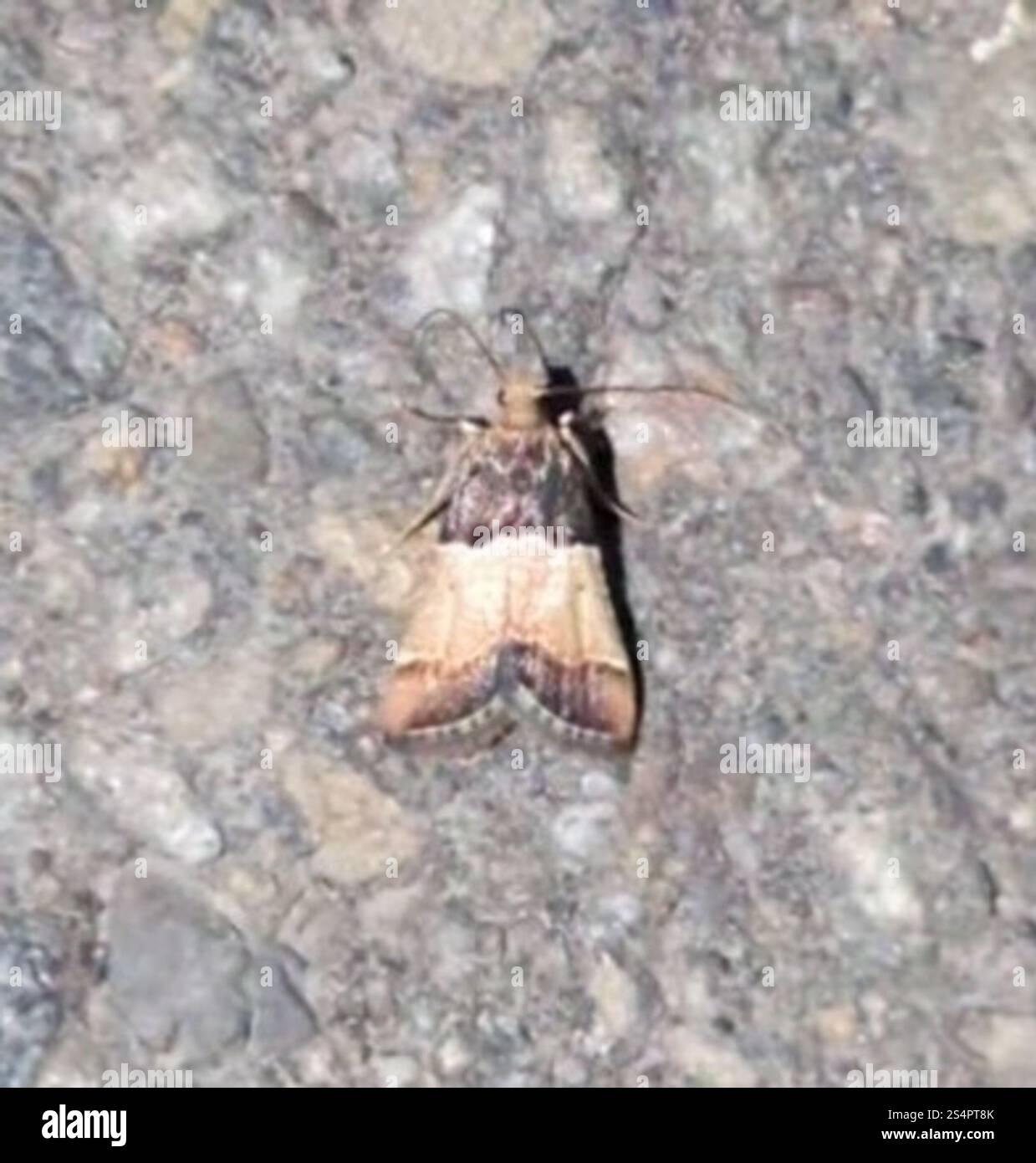 Pictalis hi-res stock photography and images - Alamy