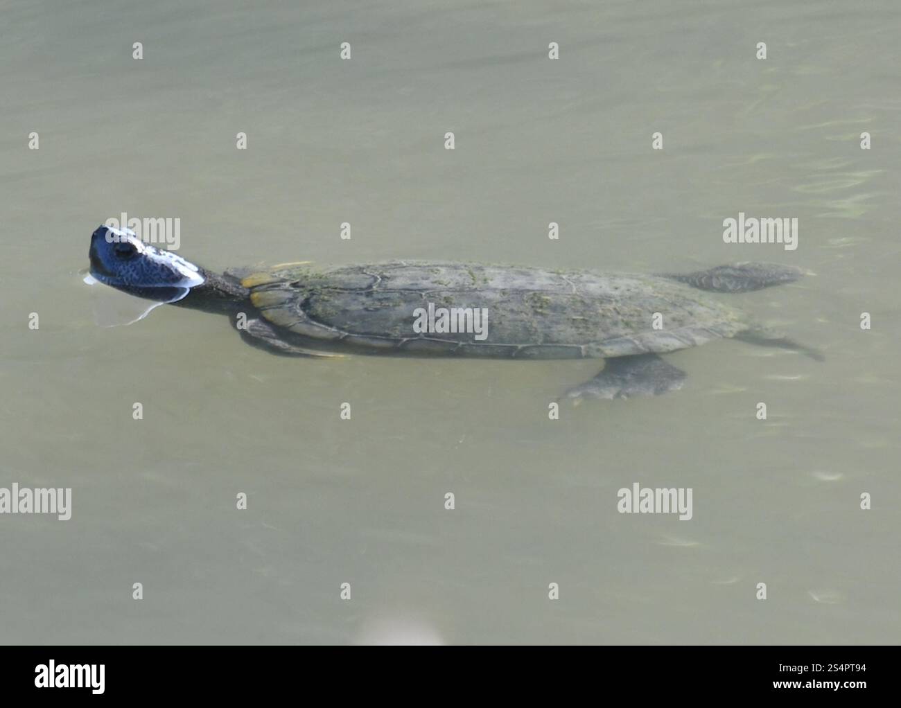 Pond Slider (Trachemys scripta Stock Photo - Alamy