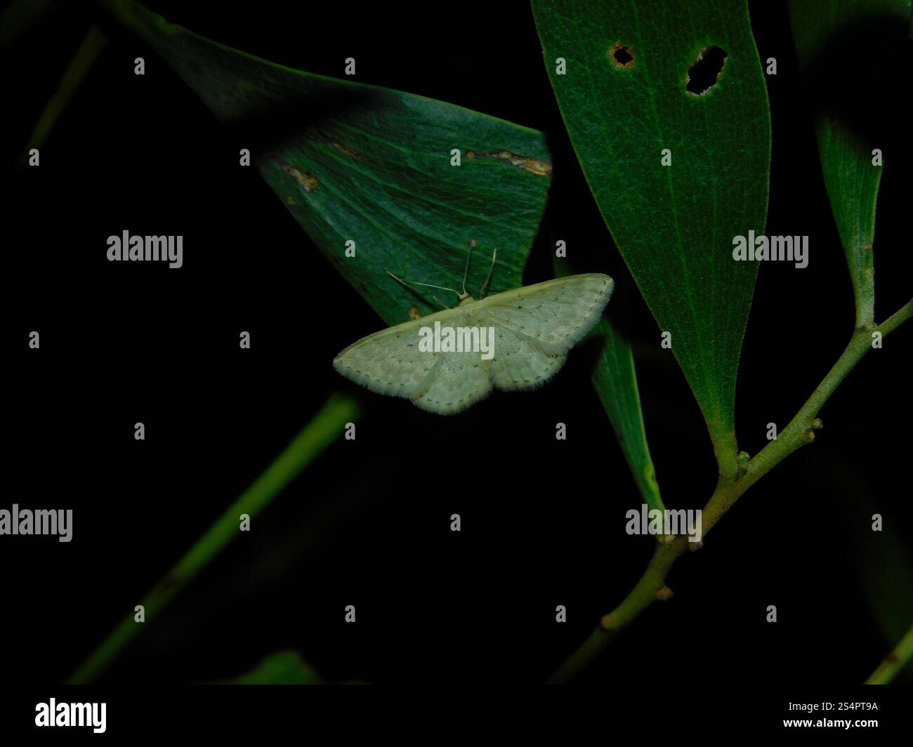 Flecked Wave Moth (Idaea philocosma Stock Photo - Alamy