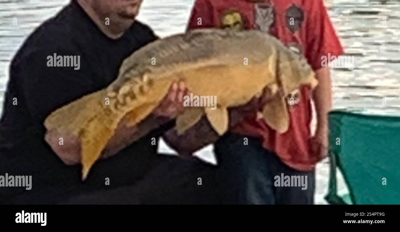 (Cyprinus carpio carpio Stock Photo - Alamy
