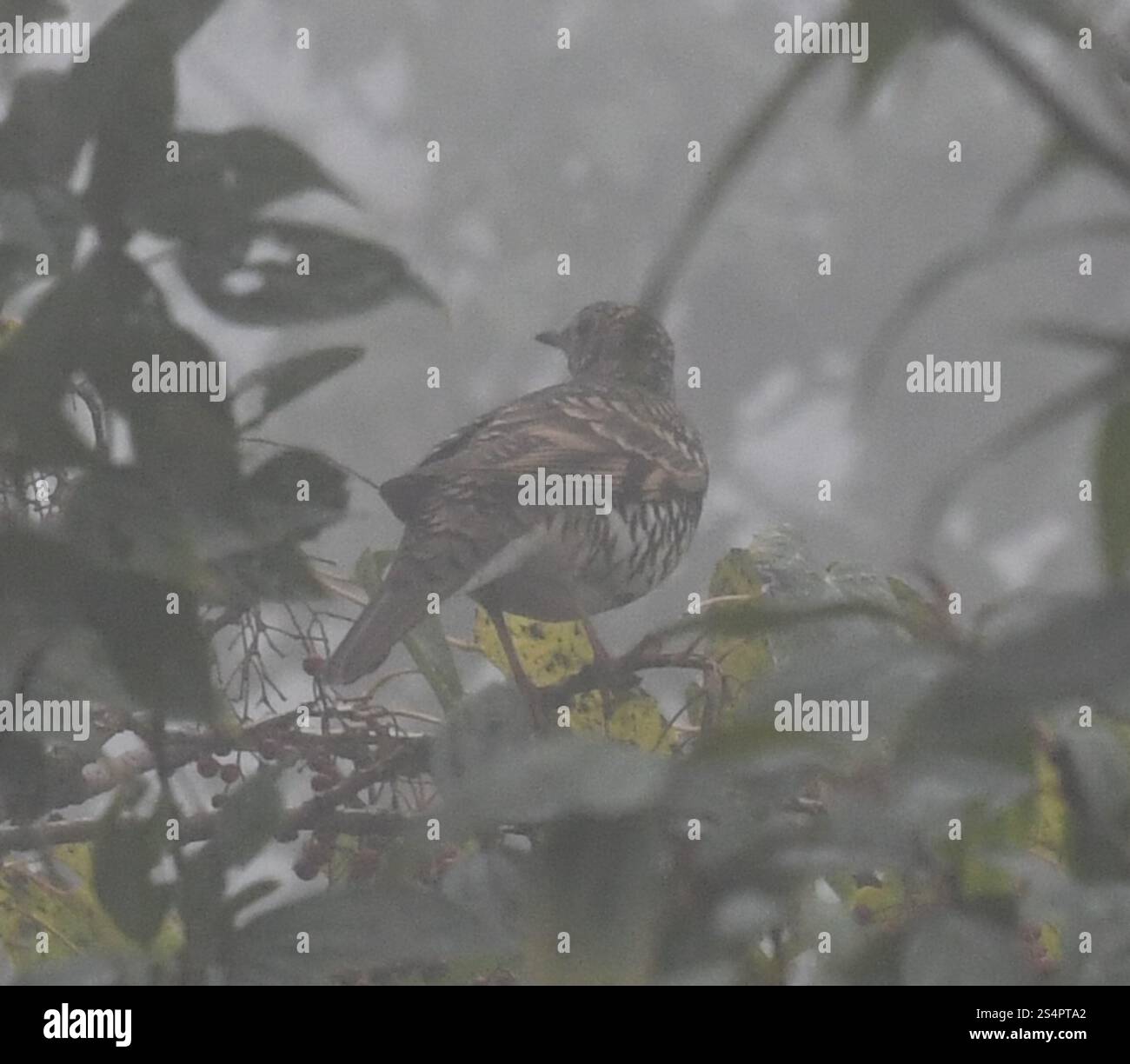 White's Thrush (Zoothera aurea Stock Photo - Alamy