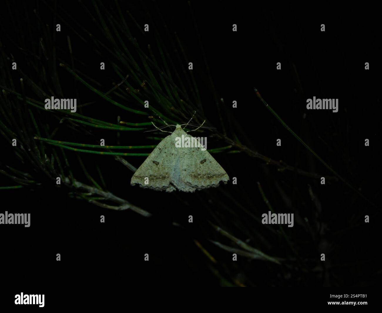 Ring Cape Moth (Amelora zophopasta Stock Photo - Alamy