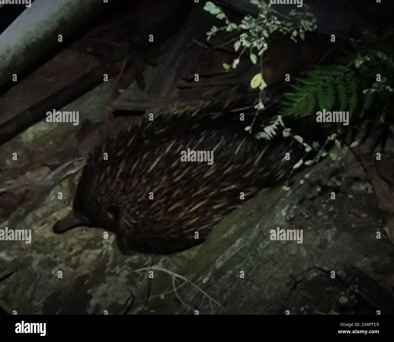 Eastern Short-beaked Echidna (Tachyglossus aculeatus aculeatus Stock ...