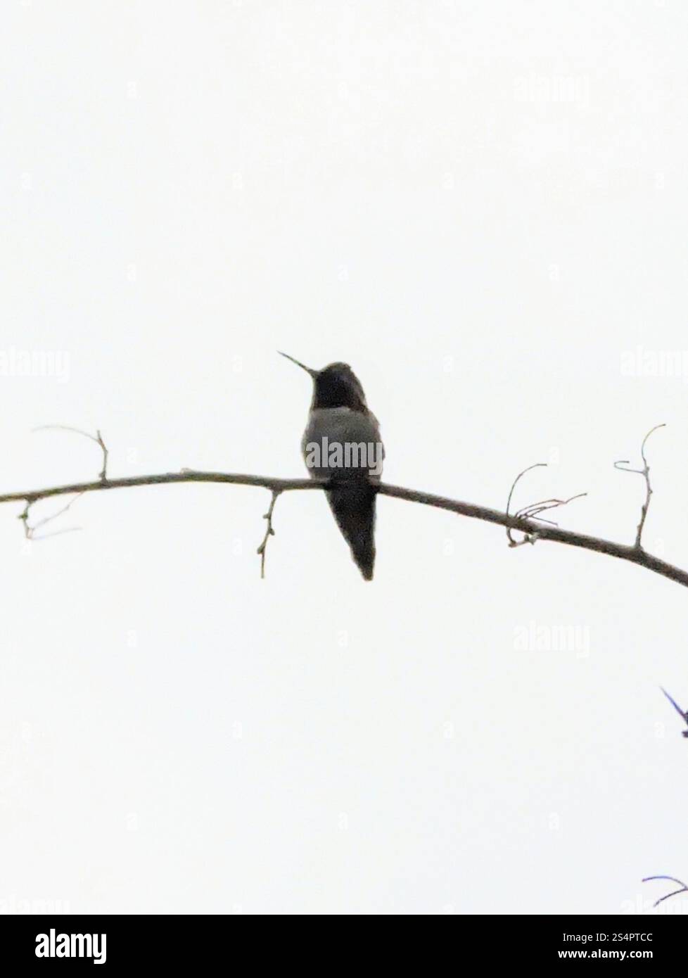 Anna's Hummingbird (Calypte anna Stock Photo - Alamy