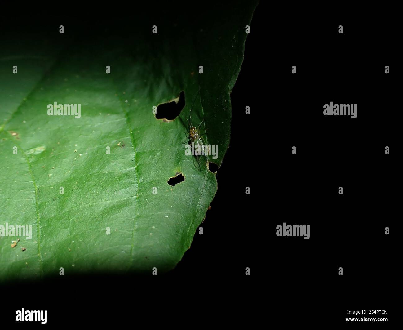Barklice, Booklice, and Parasitic Lice (Psocodea Stock Photo - Alamy