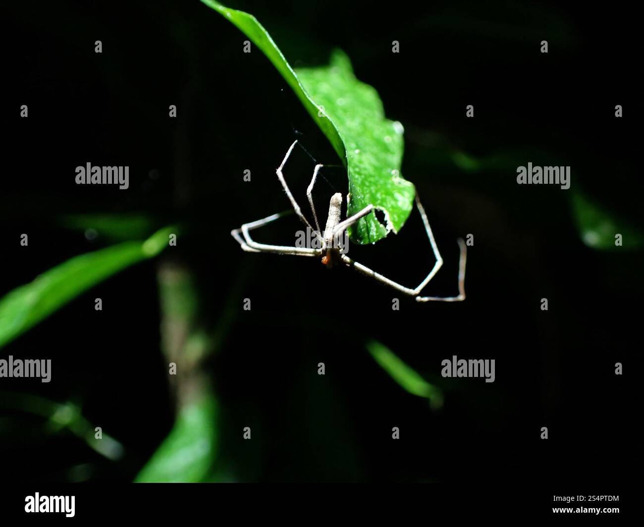 Net-casting Spiders (Deinopidae Stock Photo - Alamy