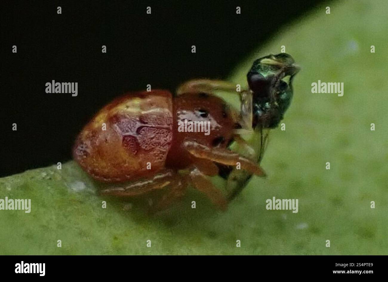 Chalcidoid Wasps (Chalcidoidea Stock Photo - Alamy