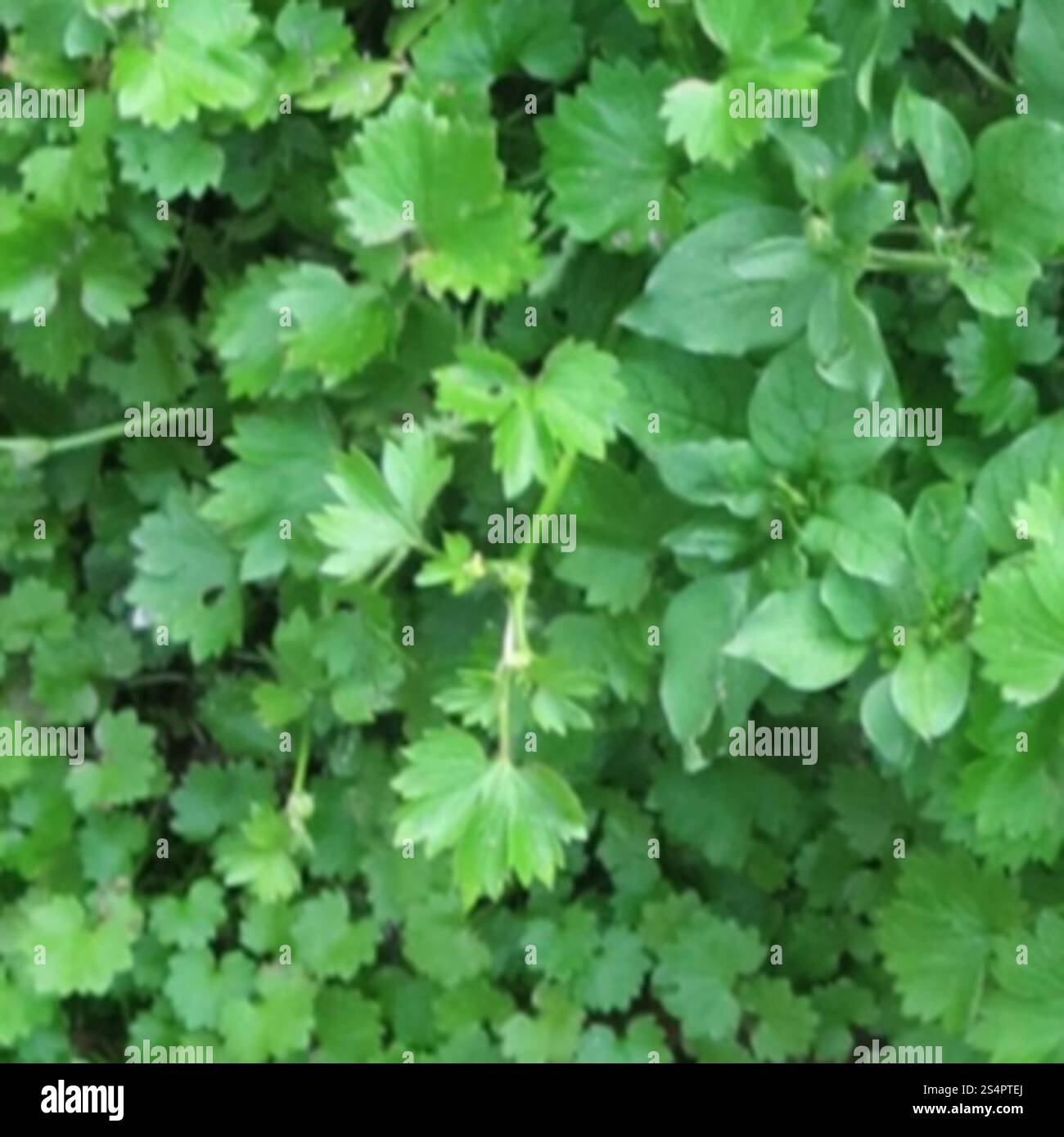 prairie buttercup (Ranunculus platensis Stock Photo - Alamy