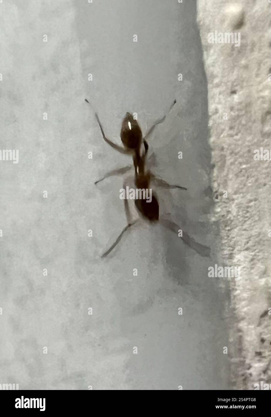 Argentine Ant (Linepithema humile Stock Photo - Alamy