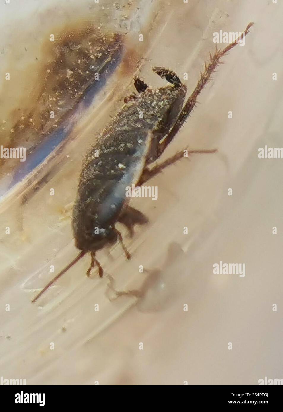 Loboptera canariensis hi-res stock photography and images - Alamy