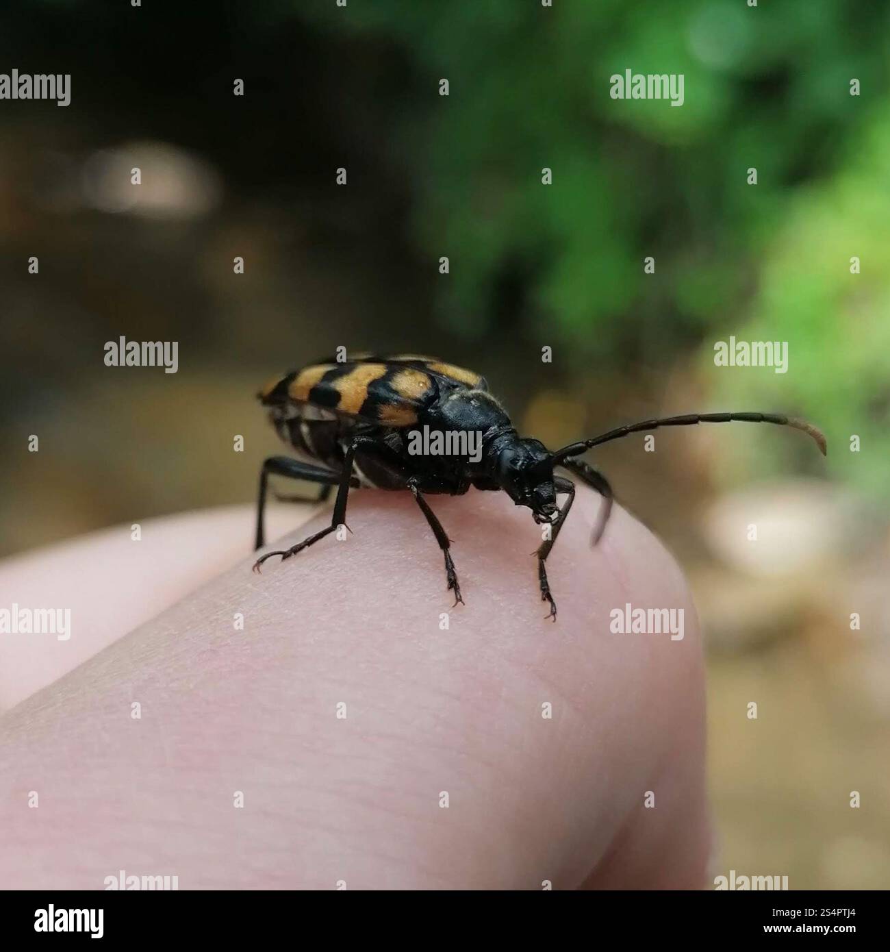 four-banded longhorn beetle (Leptura quadrifasciata Stock Photo - Alamy
