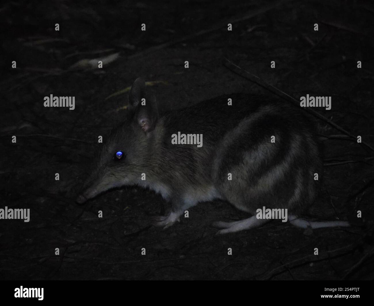 Eastern Barred Bandicoot (Perameles gunnii Stock Photo - Alamy