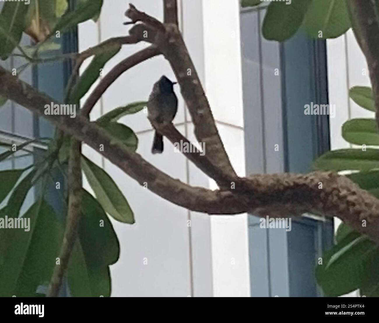 Red-vented Bulbul (Pycnonotus cafer Stock Photo - Alamy