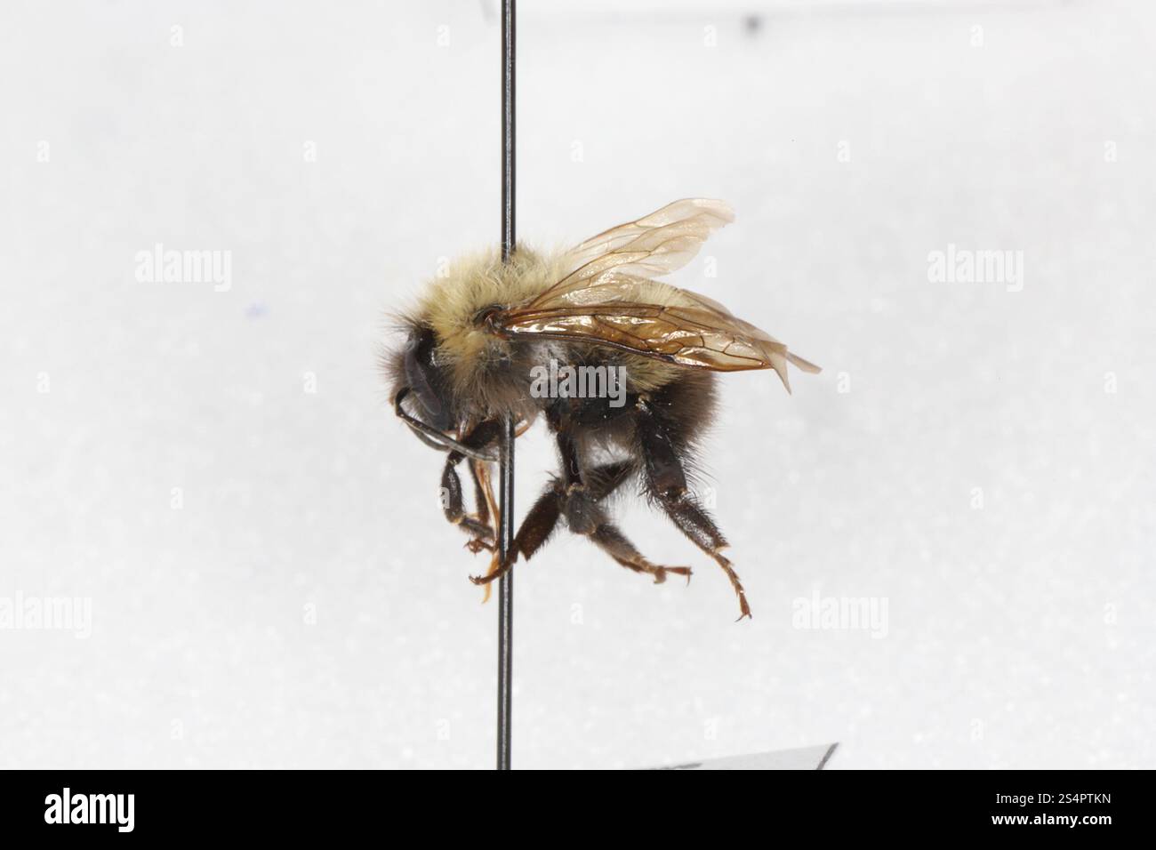 Perplexing Bumble Bee (Bombus perplexus Stock Photo - Alamy