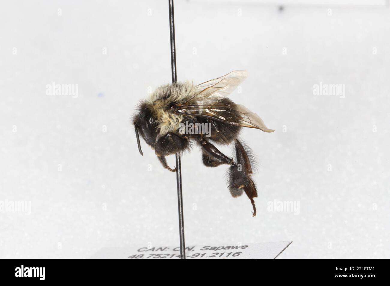 Common Eastern Bumble Bee (Bombus impatiens Stock Photo - Alamy