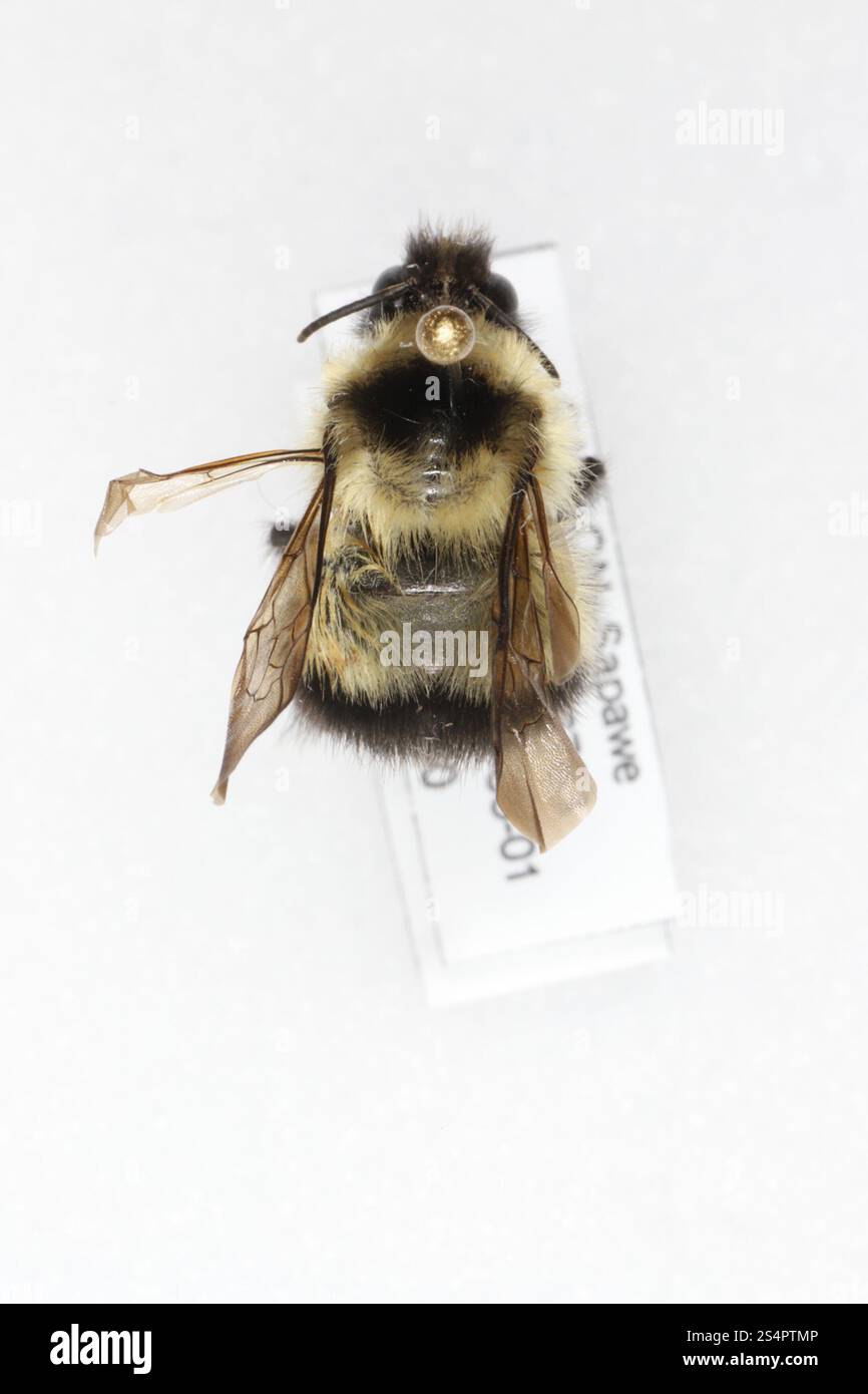 Sanderson's Bumble Bee (Bombus sandersoni Stock Photo - Alamy