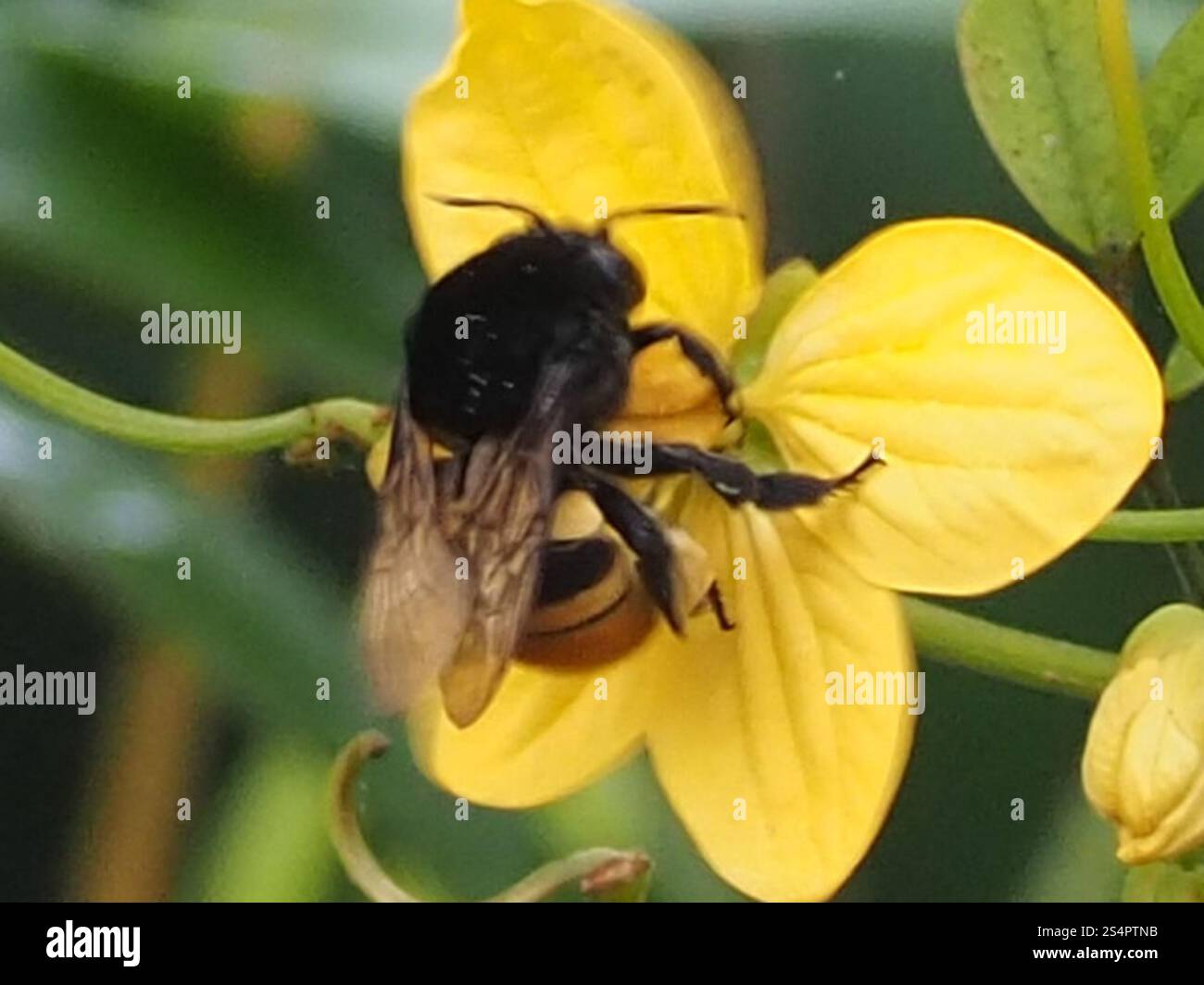 Belted Orchid bee (Eulaema cingulata Stock Photo - Alamy