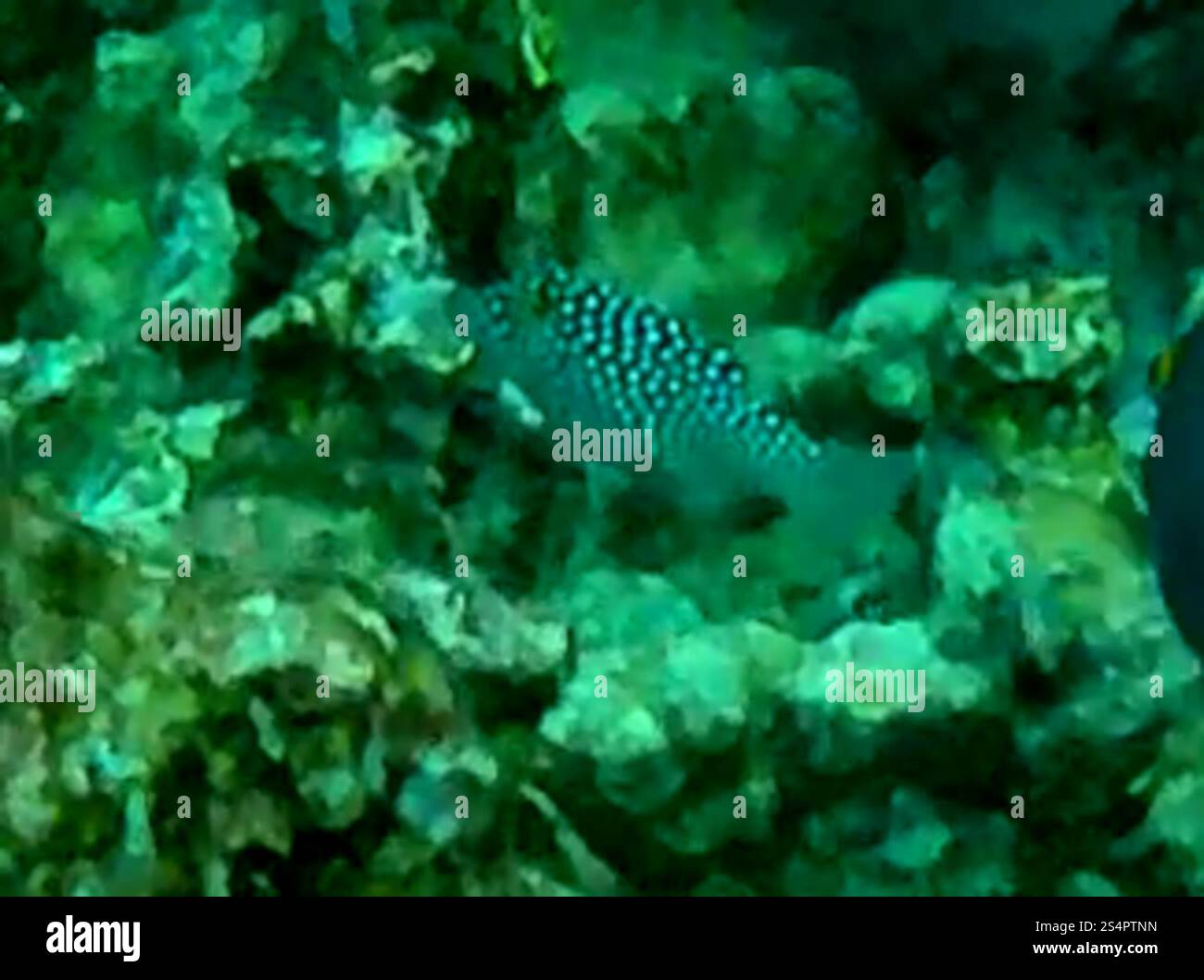 Hawaiian Spotted Toby (Canthigaster jactator Stock Photo - Alamy