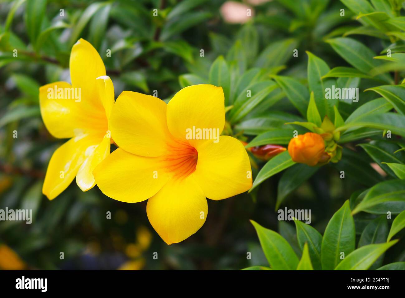 Yellow flowering plant called Allamanda (Allamanda cathartica) native ...