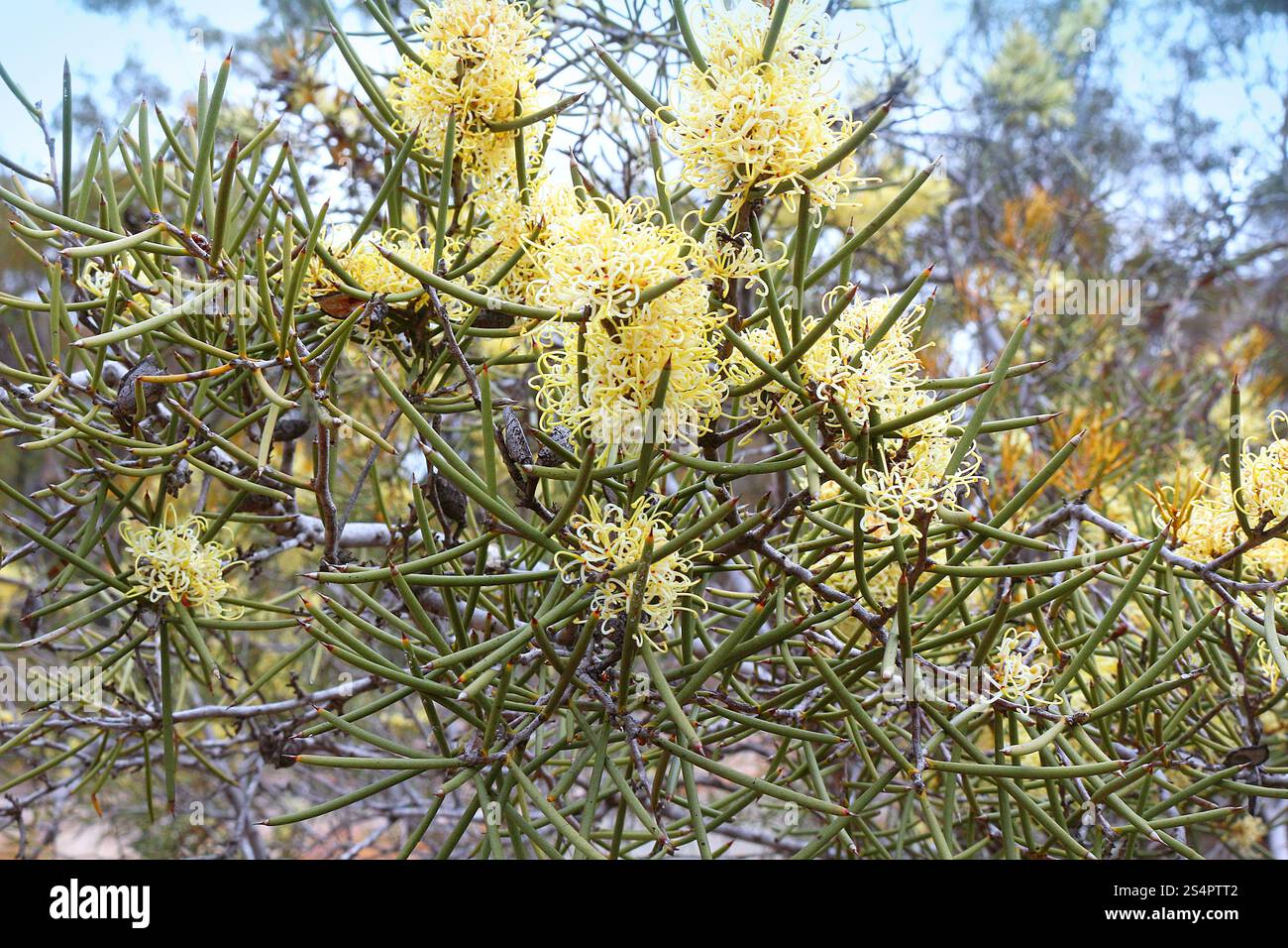 Silver needlewood (Hakea leucoptera) one of the 1507 Hakea species ...