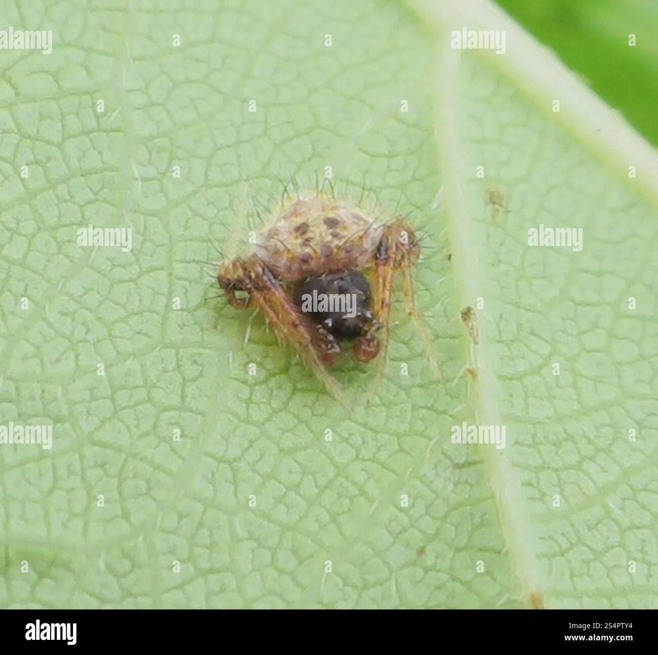 Two-spined spider (Poecilopachys australasia Stock Photo - Alamy
