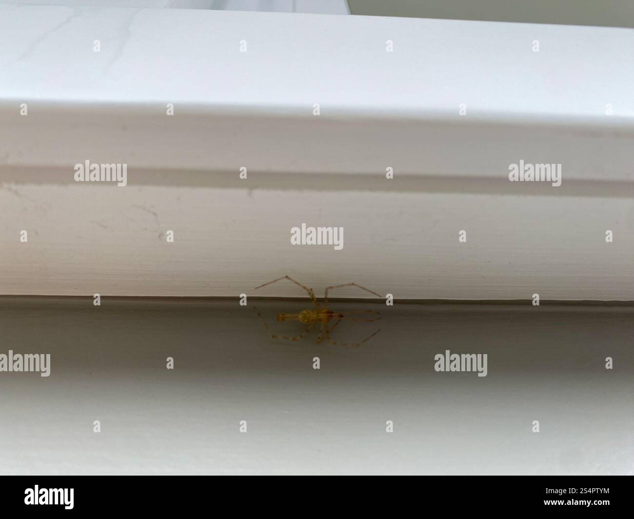 White porch spider (Cryptachaea gigantipes Stock Photo - Alamy