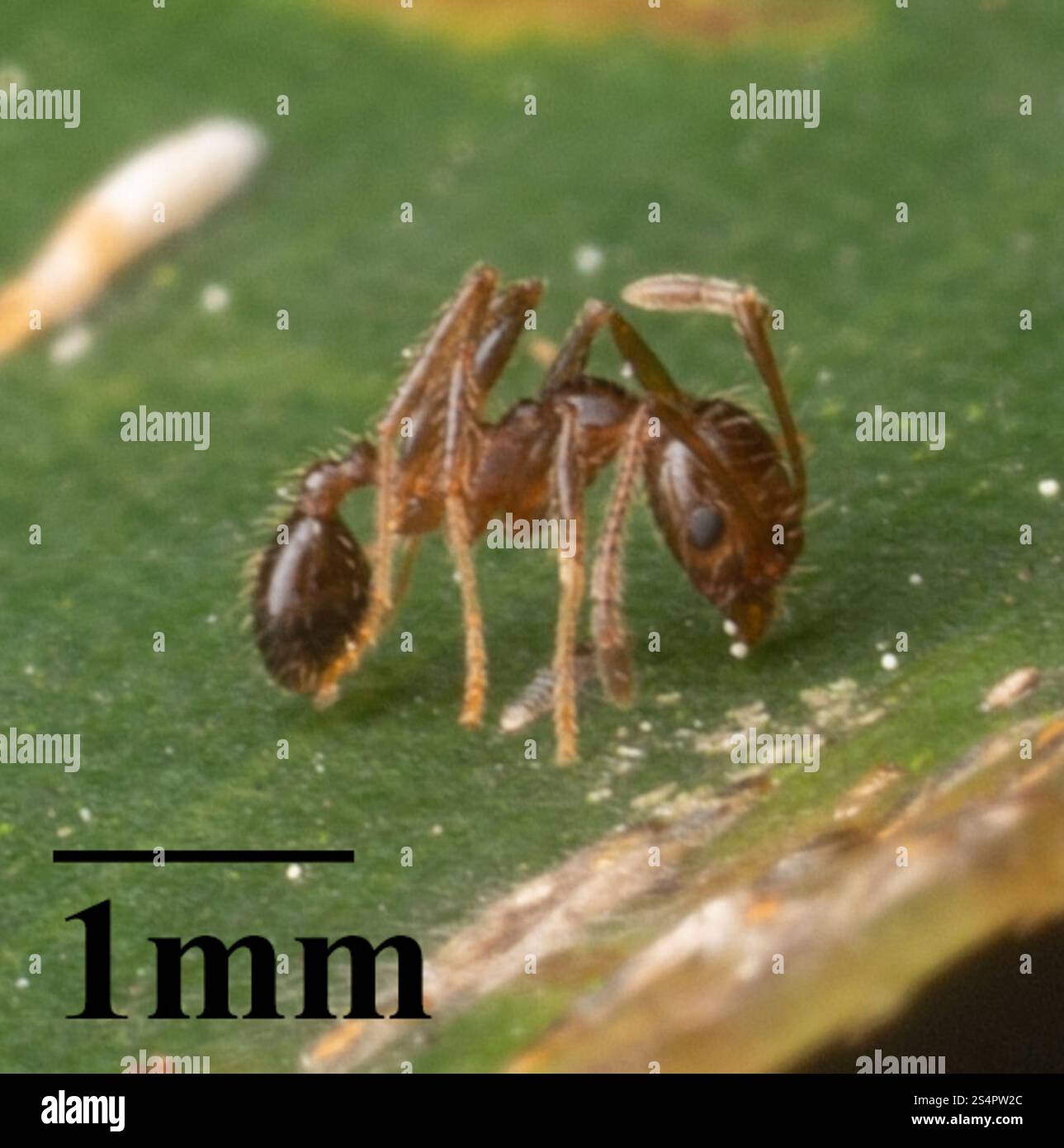 Toothed Big-headed Ant (Pheidole dentata Stock Photo - Alamy