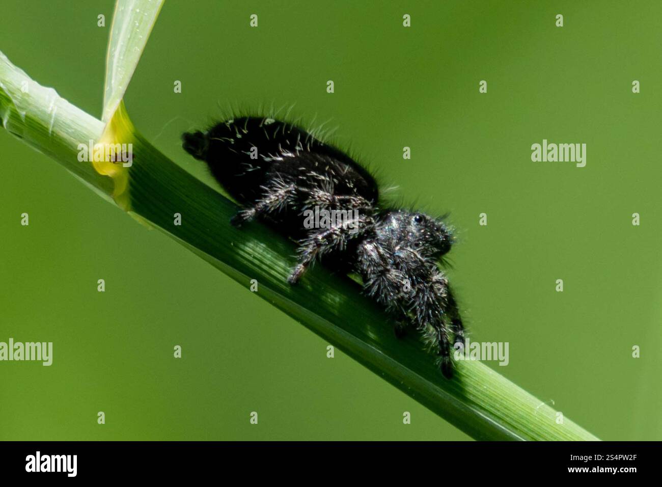 Bold Jumping Spider (Phidippus audax Stock Photo - Alamy