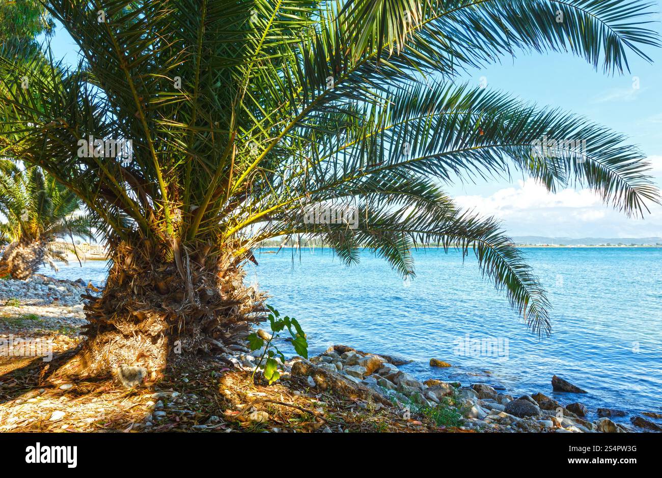 Summer palm palm hi-res stock photography and images - Alamy