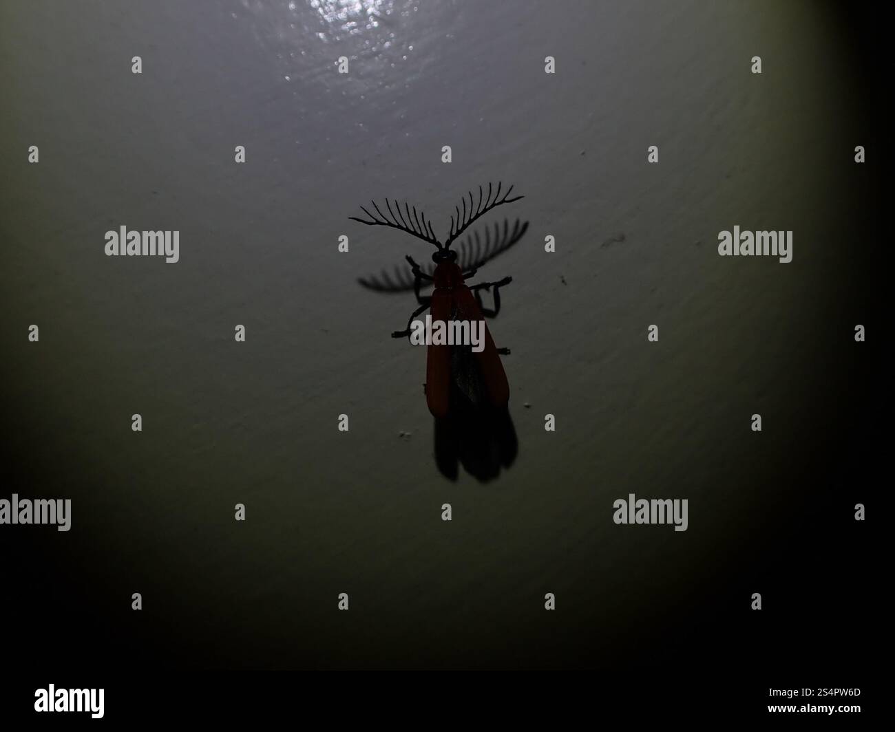 Net-winged Beetles (Lycidae Stock Photo - Alamy