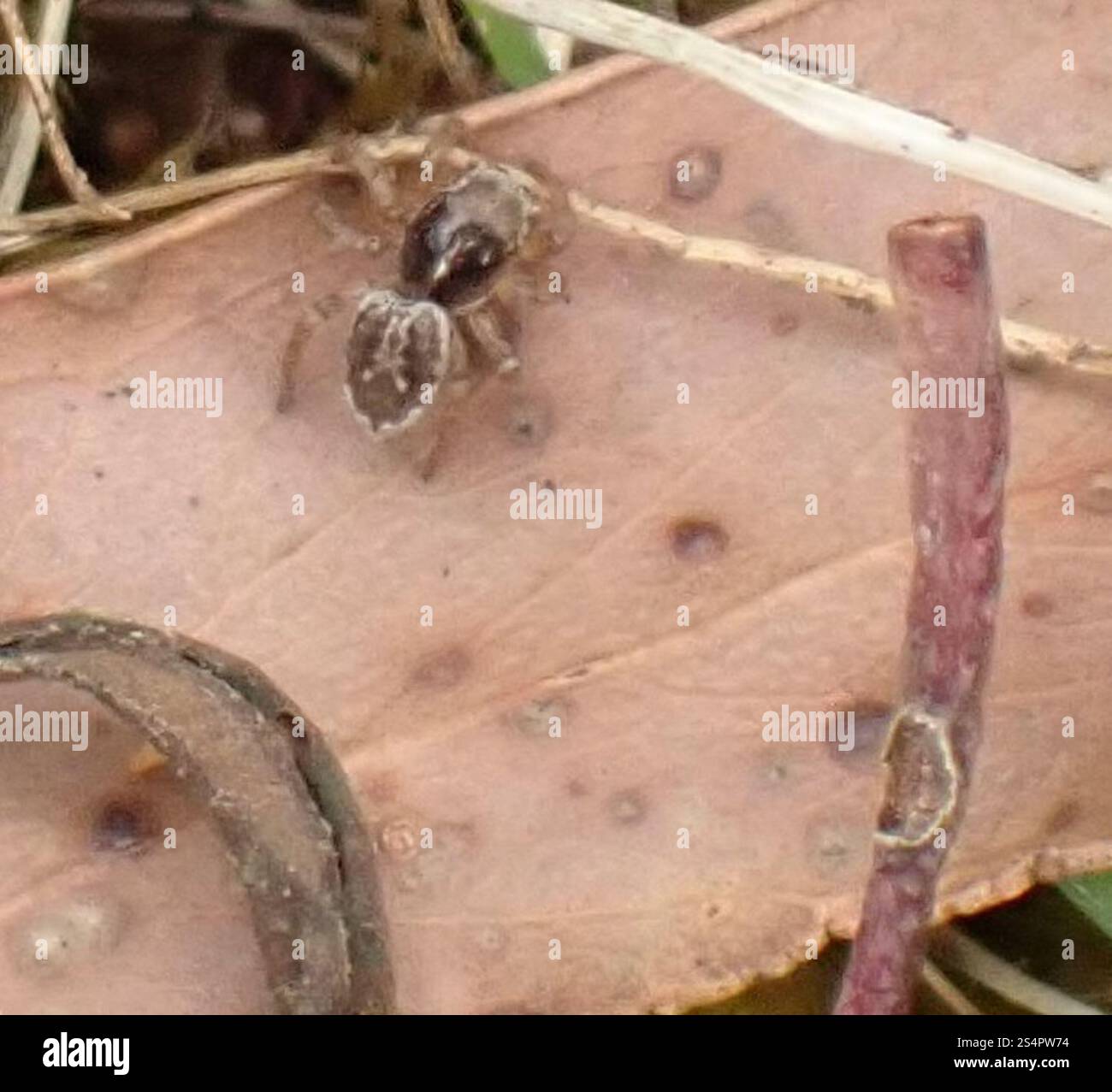 Peacock Spiders (Maratus Stock Photo - Alamy